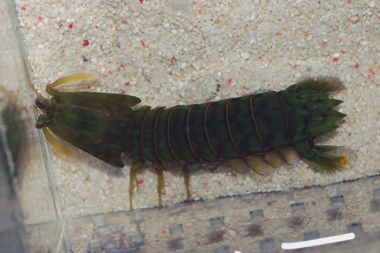 Purple Spot Mantis Shrimp - Gonodactylus smithii