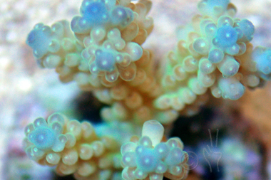 Blue Tipped Green Acro - Cultured - Acropora spp.