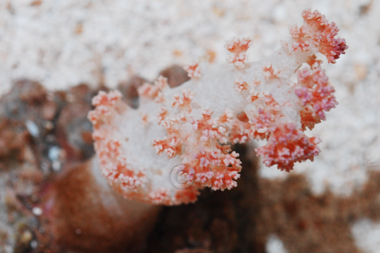 Blue Mille Acro - Cultured - Acropora millepora