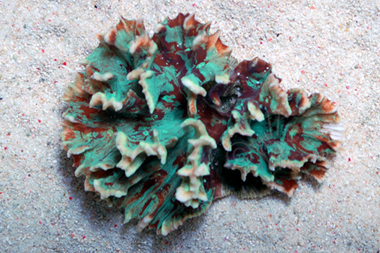 MultiColored Spiny Cup Coral - Pectinia paeonia