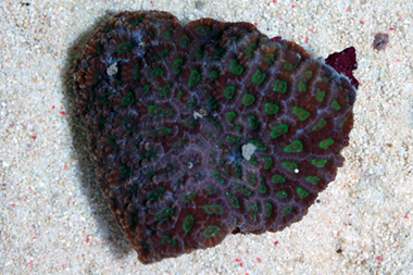 Green and Purple Favia Brain Coral - Favia spp.