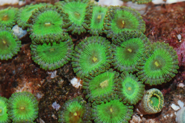 Yellow Mouth Green Paly's - Palythoa spp.