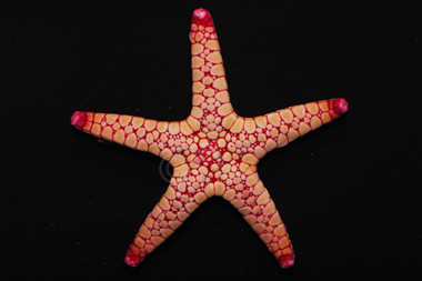 Finespotted Comet Grouper - Calloplesiops argus