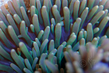 Green Sebae Anemone - Heteractis crispa