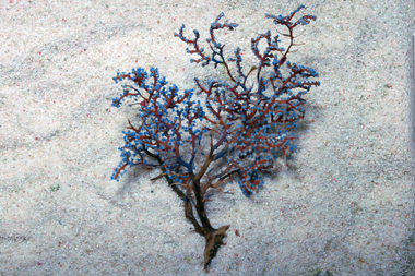 Blueberry Gorgonian - Acalycigorgia spp.