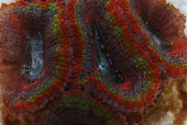 Rainbow Aussie Acan Lord - Frag - Acanthastrea lordhowensis