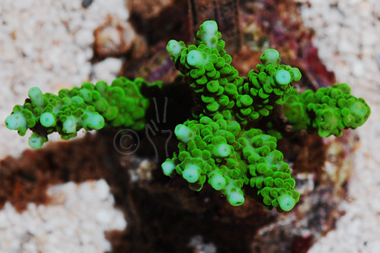Color Tip Acropora - Acropora spp.
