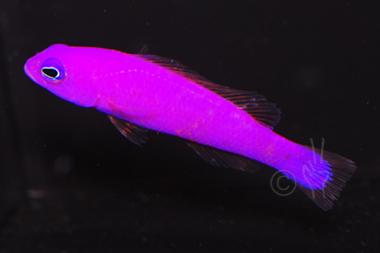 Strawberry Dottyback - Pseudochromis porphyreus