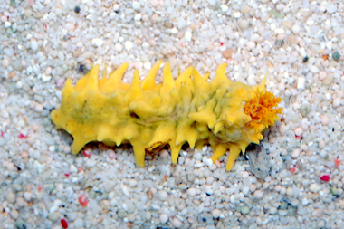Bright Yellow Sea Cucumber - Colochirus robustus