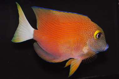 White Tail Bristletooth Tang - Ctenochaetus flavicauda