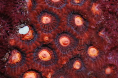 Favites Brain Coral-Multi Color - Favites spp.