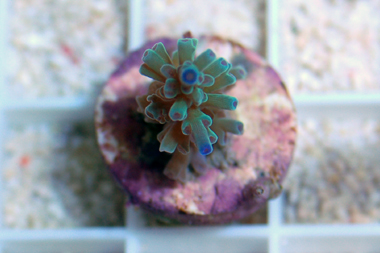 Blue Tip Pastel Green Acro - Frag - Acropora spp.