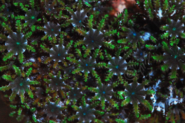 Blue Sympodium - Sympodium spp.