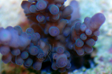 Purple Bushy Acro - Cultured - Acropora sp.