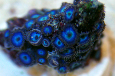 Ultra Blue Zoanthids - Zoanthus spp.
