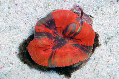 Striped Red Aussie Scoly Coral - Scolymia australis