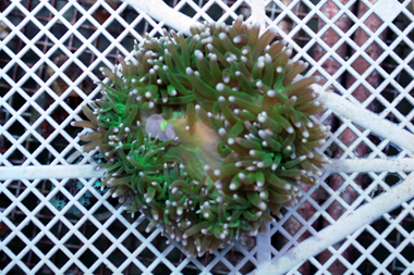 White Tipped Green Ritteri Anemone - Purple Base - Heteractis magnifica