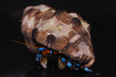Electric Blue Knuckle Hermit Crab - Calcinus elegans