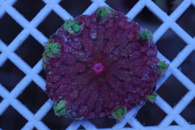 TOP 50 Pizza Anemone - Stichodactyla tapetum