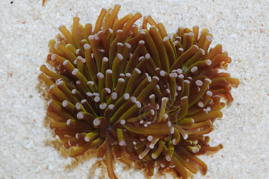 Purple Tip Aussie Gold Torch Coral - Euphyllia glabresens
