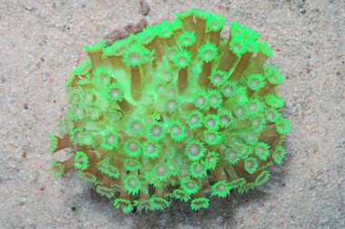Neon Green Flower Pot Coral - Goniopora spp.