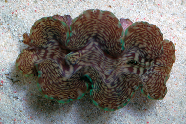 Squamosa Clam - Tridacna squamosa