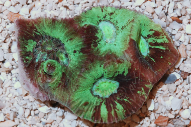 Favia Brain Coral - Favia spp.