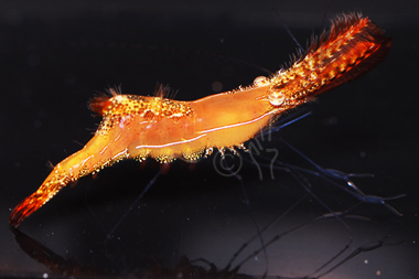 Orange Leander Shrimp - Leander plumosus