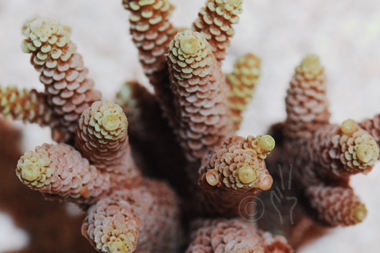 Mille Acro - Acropora millepora