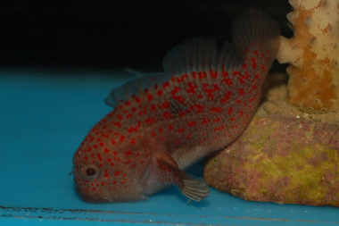 Gumdrop Coral Croucher - Caracanthus madagascariensis