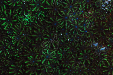 Blue Sympodium Polyps - Sympodium spp.