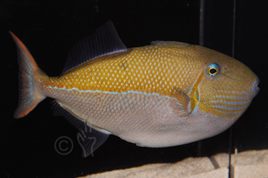 Gold Back Triggerfish - Xanthichthys caeruleolineatus