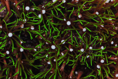 Green Star Polyps - Pachyclavularia spp.