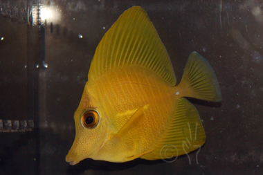 Hybrid Yellow Scopas Tang - Zebrasoma scopas X flavescens