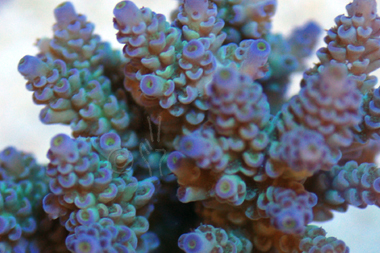 Blue Tip Tenuis Acropora Coral - Cultured - Acropora tenuis