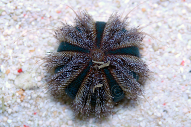 Royal Urchin - Mespilia globulus