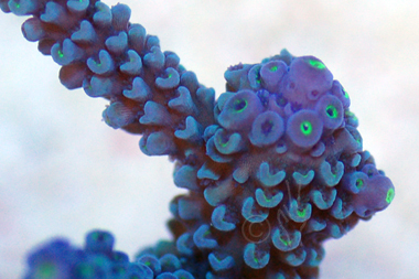 Blue Staghorn Acro - Cultured - Acropora hoeksemai