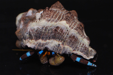 Electric Blue Knuckle Hermit Crab - Calcinus elegans