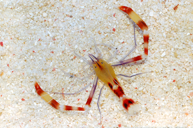 Blue Leg Yellow Coral Banded Shrimp - Stenopus cyanoscelis