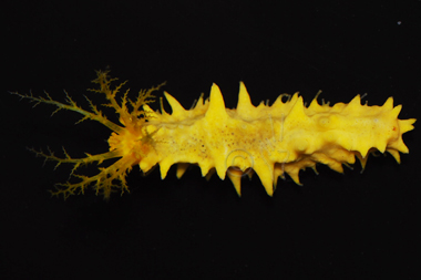 Yellow Sea Cucumber - Colochirus robustus