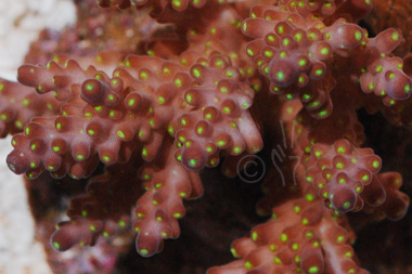 Tri Color Acro - Acropora sp.