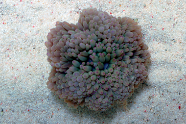 Purple Tip Green Sebae Anemone - Heteractis crispa