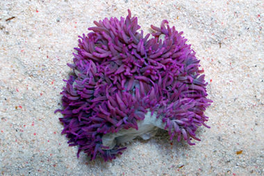 RARE Purple Leather Anemone - Heteractis malu