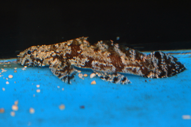 Hasselt's Goby - Callogobius hasselti