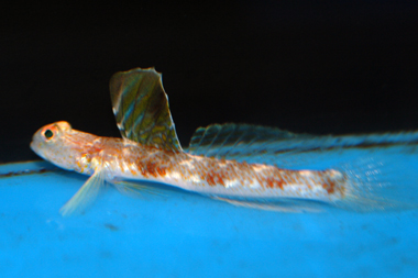 Monster Shrimp Goby - Tomiyamichthys oni