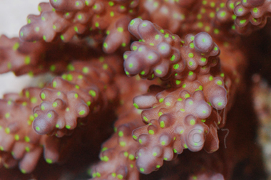 Tri-Color Acropora - Acropora sp.