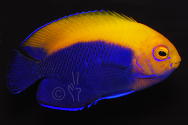 Brazilian Flameback Angelfish - Centropyge aurantonotus