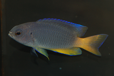 Electric Blue Damselfish - Pomacentrus coelestis