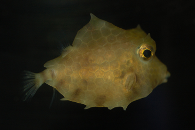 Camel Cowfish - Tetrosomus gibbosus
