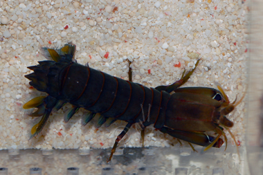 Purple Spot Mantis Shrimp - Gonodactylus smithii